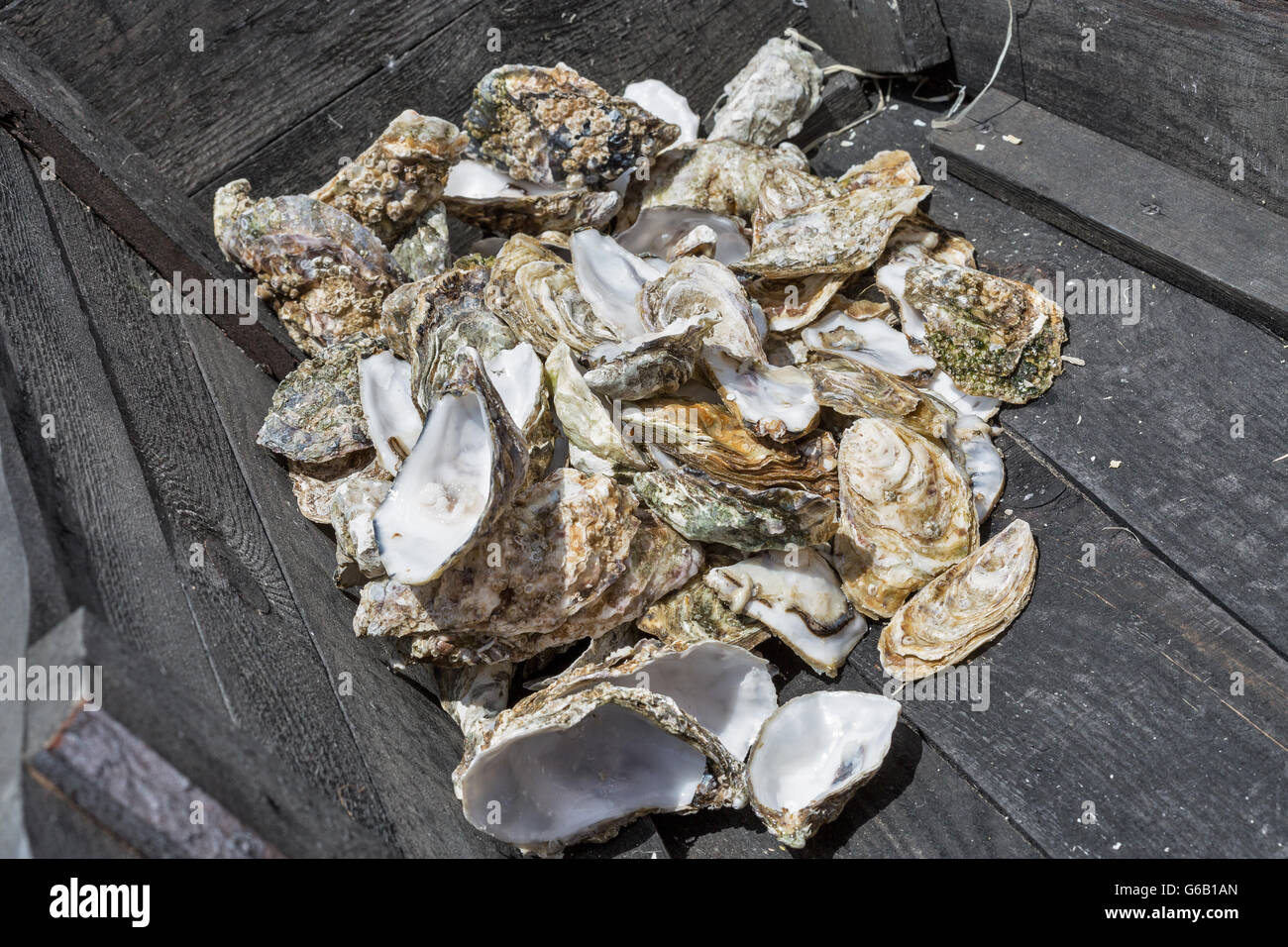 Clam shells for sale hi-res stock photography and images - Alamy