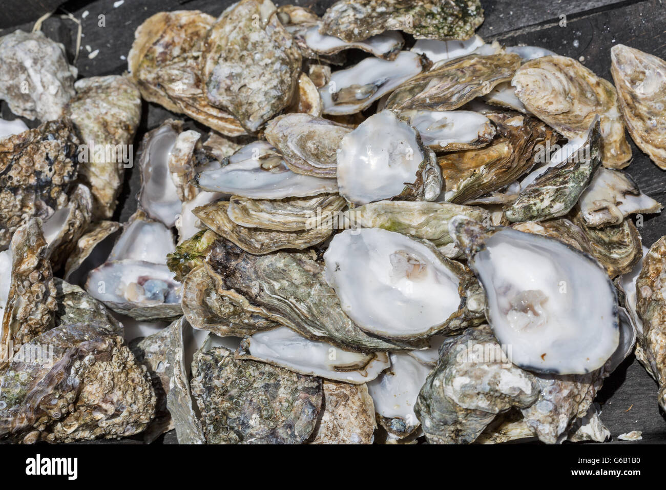 closeup of empty oyster shells background Stock Photo - Alamy