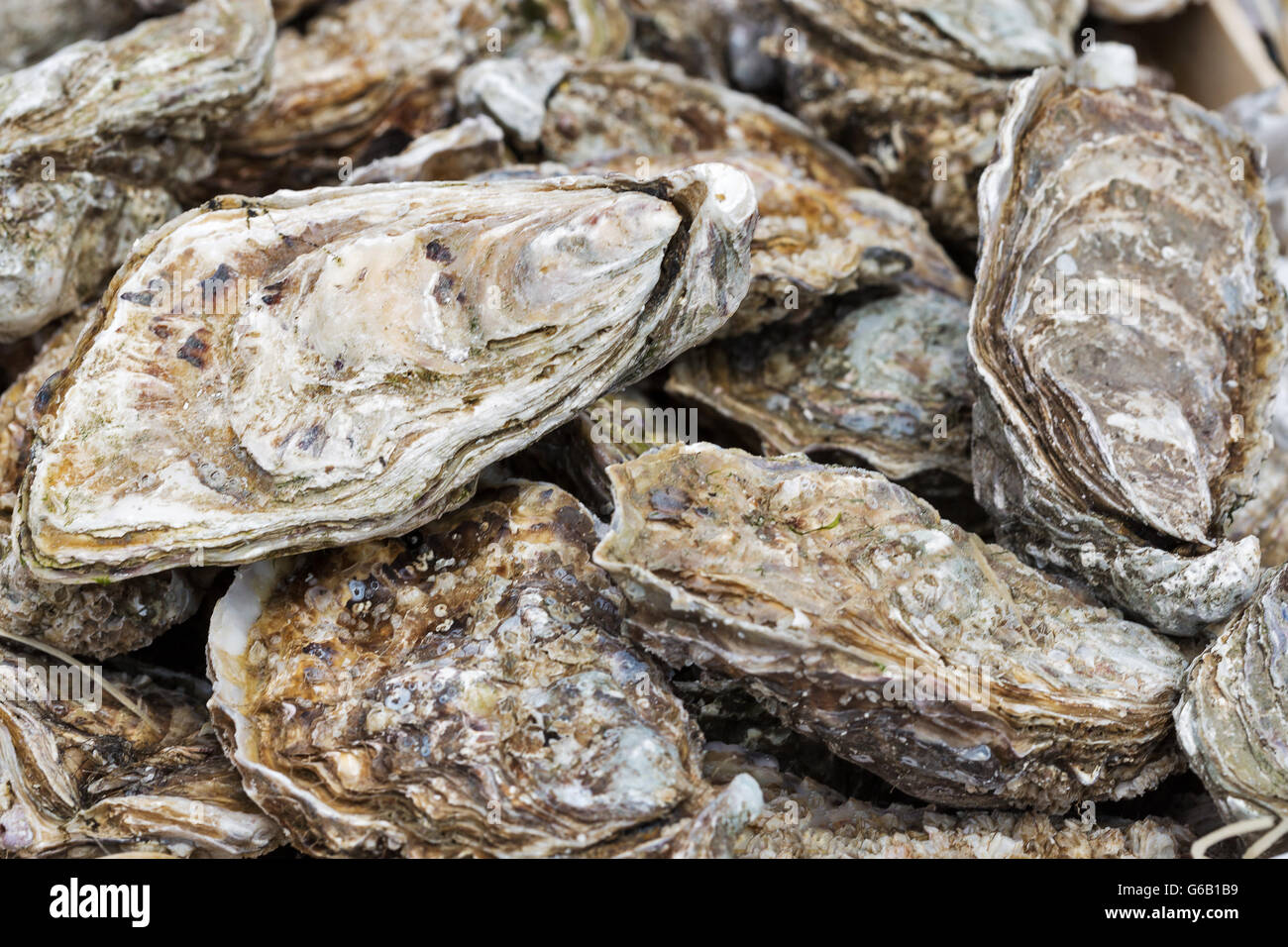 Unopened oyster shell hi-res stock photography and images - Alamy