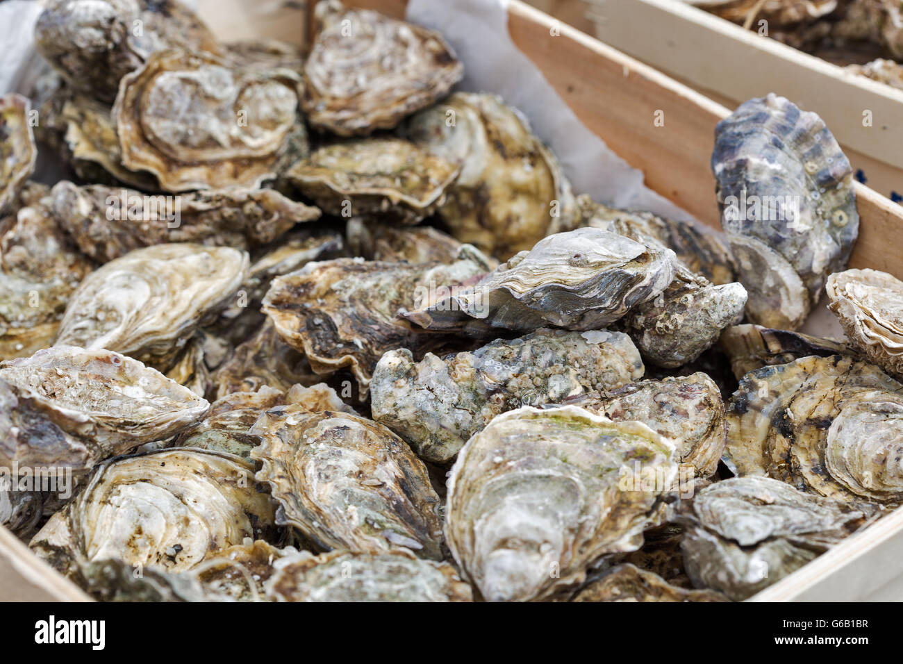 closeup of raw fresh oyster shells in wooden box Stock Photo - Alamy