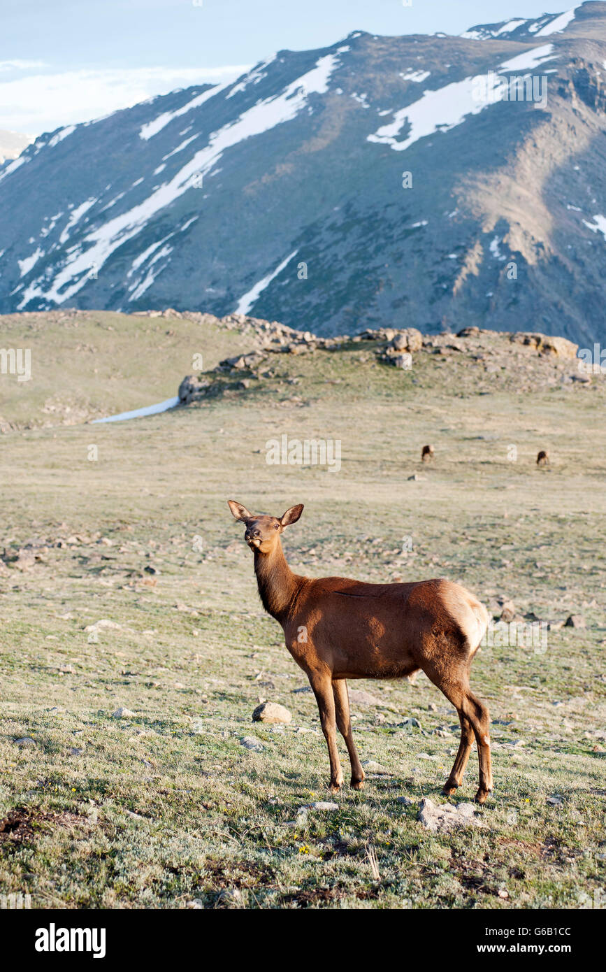 Female elk, Rocky Mountain National Park, Colorado, USA Stock Photo - Alamy