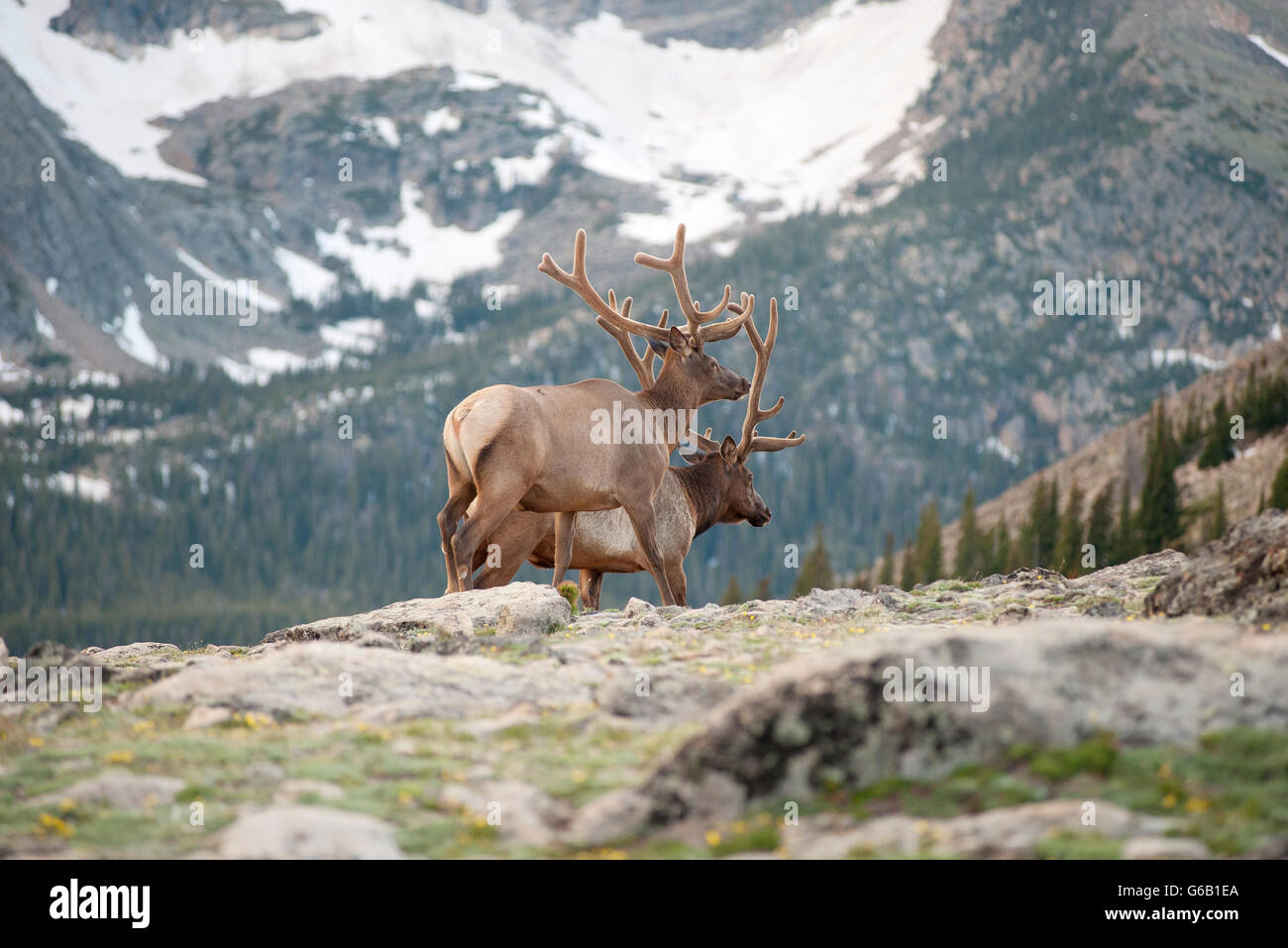 Wildlife nature animals animalia zoology hi-res stock photography and ...