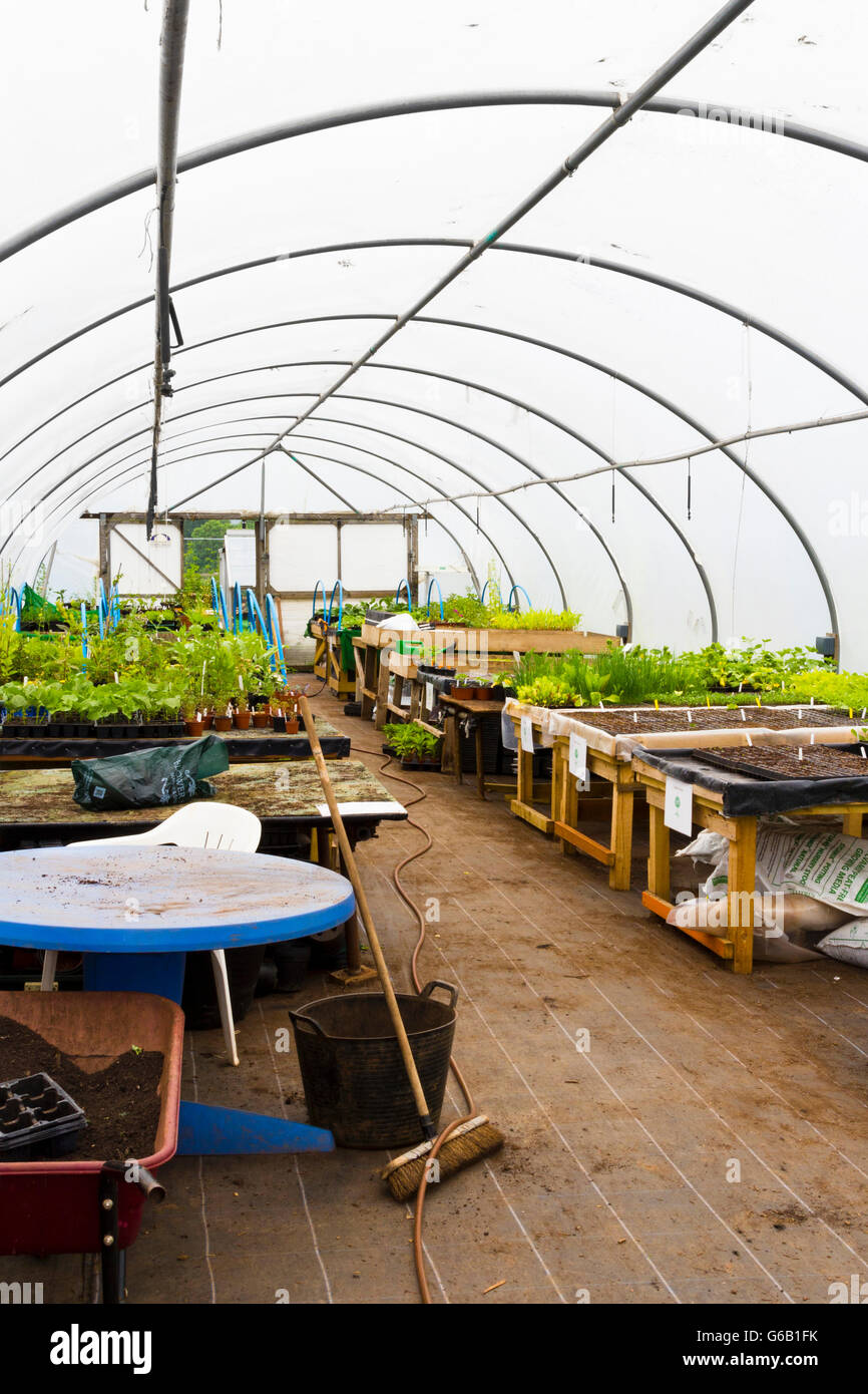Vegetables (and other plants) growing in a polytunnel Stock Photo - Alamy