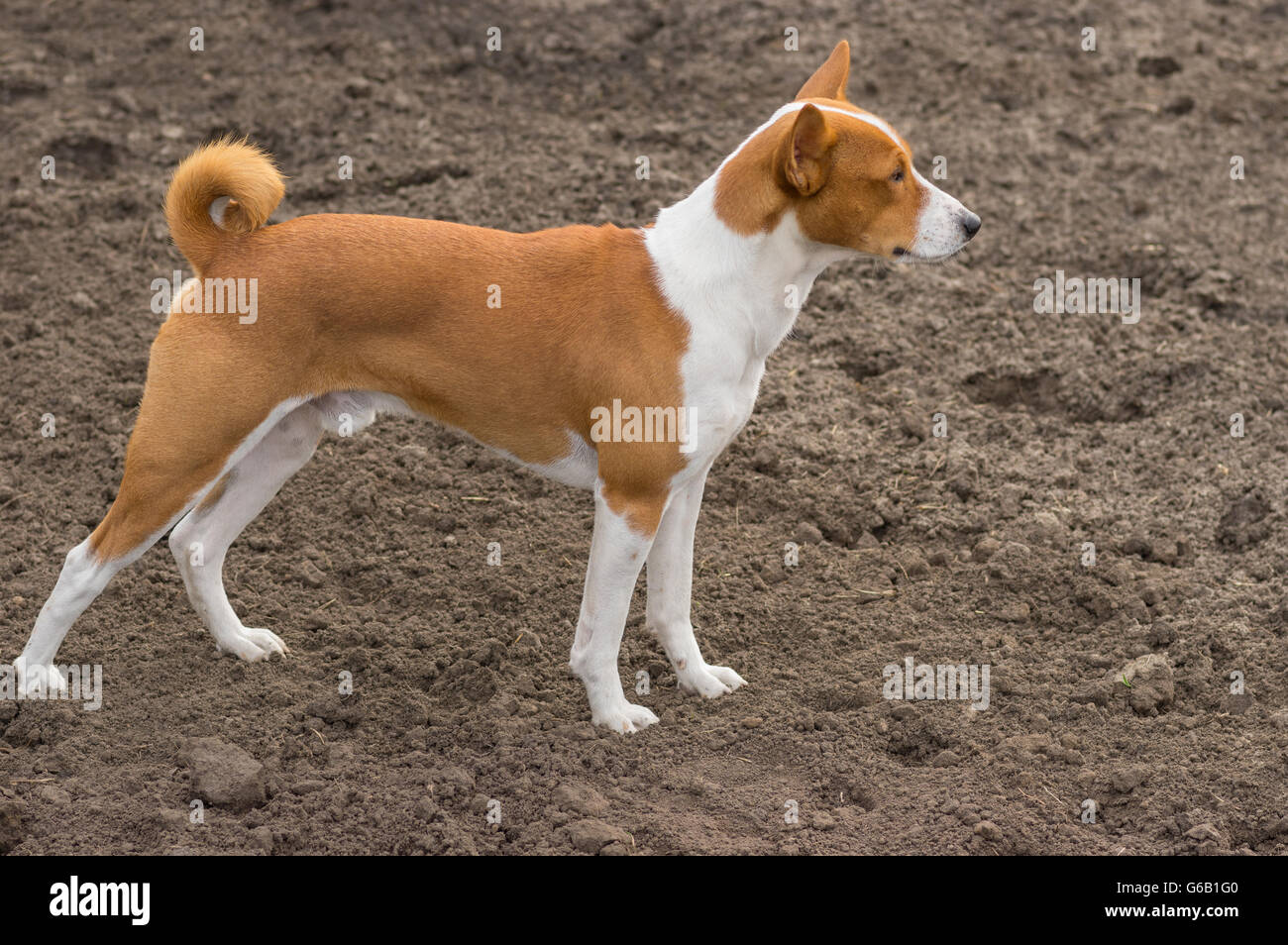 Gorgeous Basenji dog is standing on the ground Stock Photo - Alamy