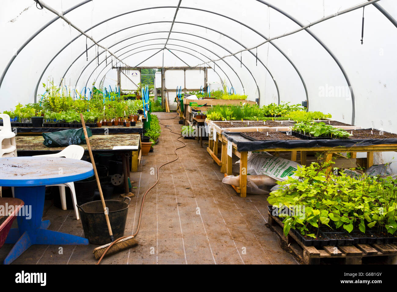 Vegetables (and other plants) growing in a polytunnel Stock Photo - Alamy