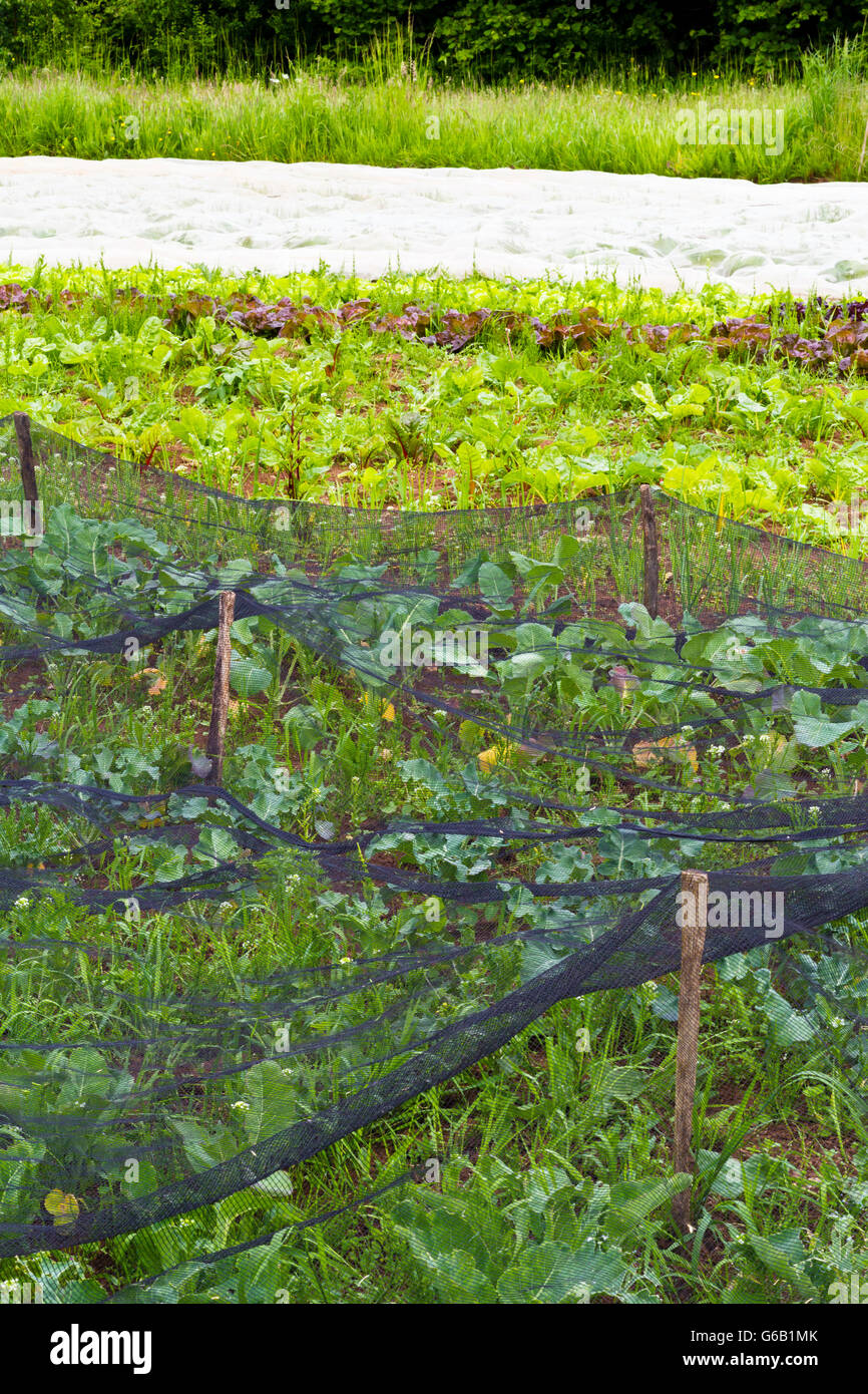 Vegetable crop under netting in an allotment Stock Photo - Alamy
