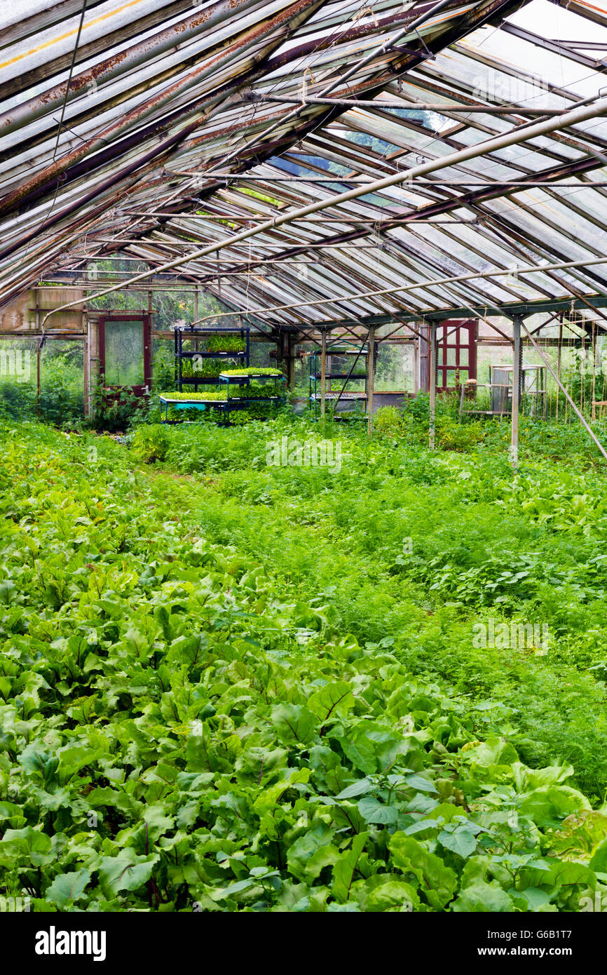 Large scale horticulture hi-res stock photography and images - Alamy