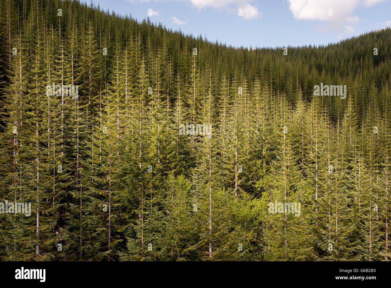 Washington Evergreen Forest Evergreen Forests Washington