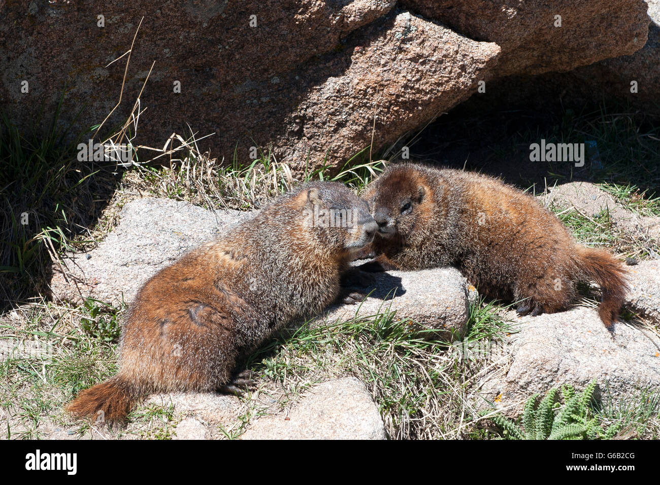 Yellow-bellied marmots (Marmota flaviventris), Rocky Mountain National ...