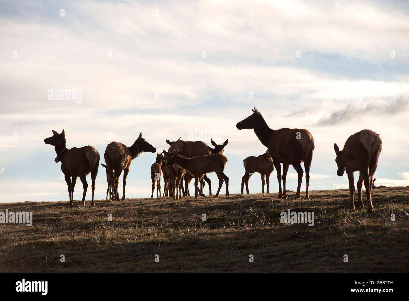 Juvenile elk hi-res stock photography and images - Alamy