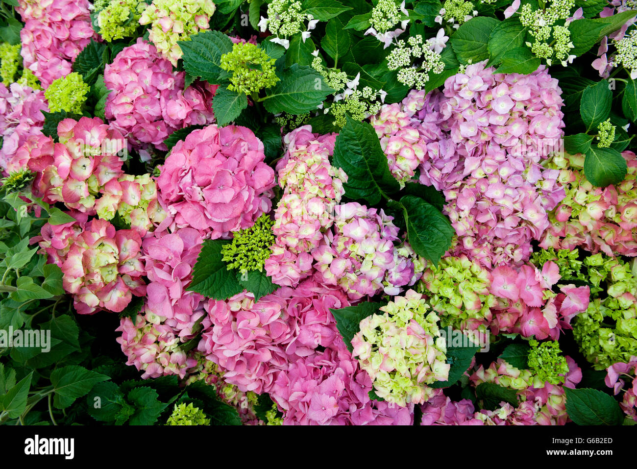 Hydrangeas backgrounds hi-res stock photography and images - Alamy