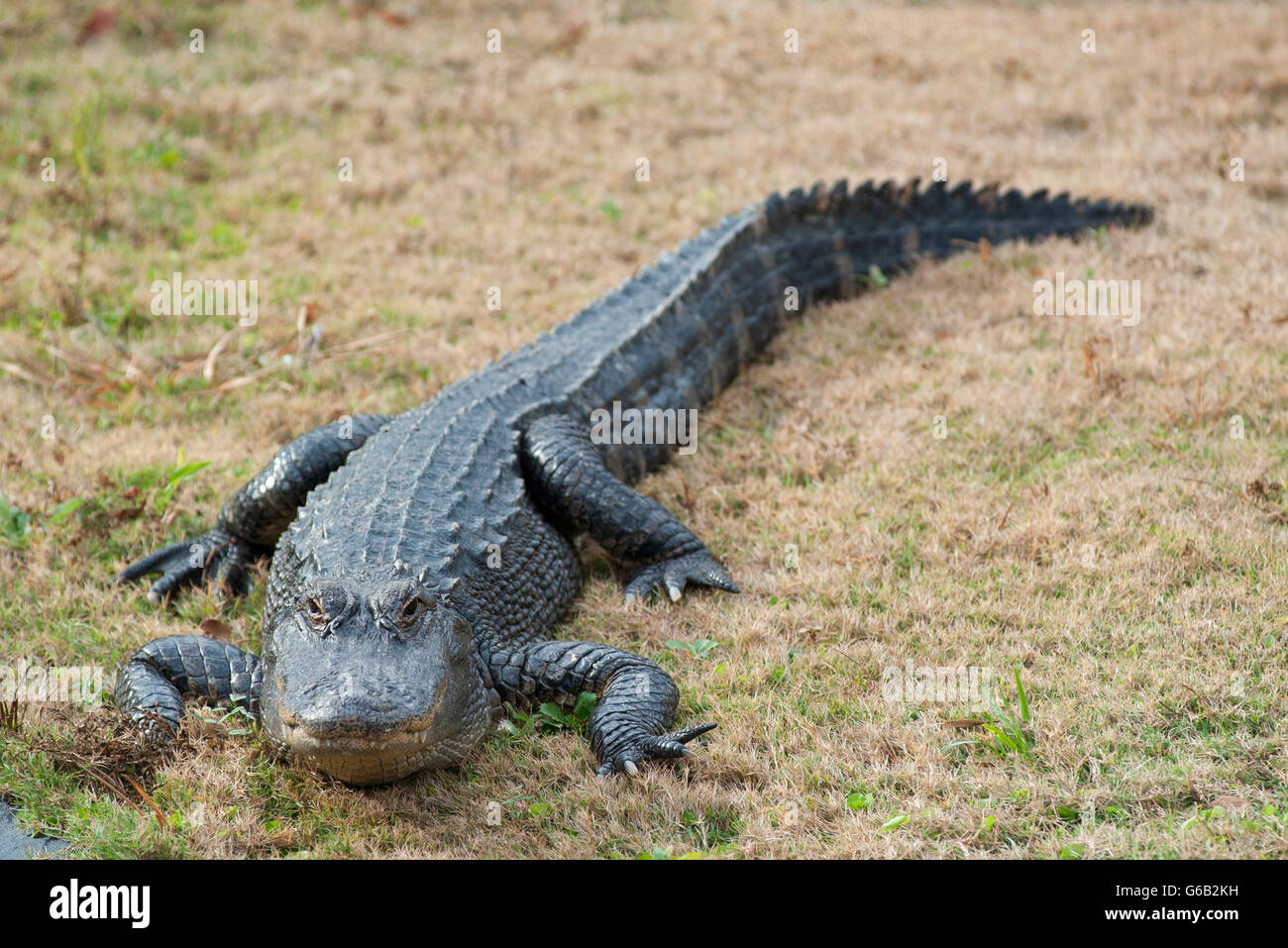 Alligator images hi-res stock photography and images - Alamy