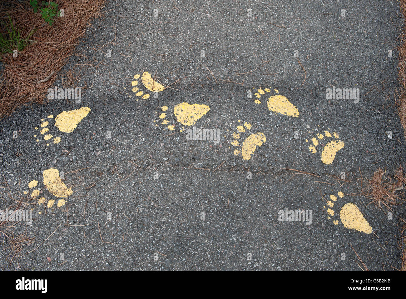 Pawprints painted on paved path Stock Photo - Alamy