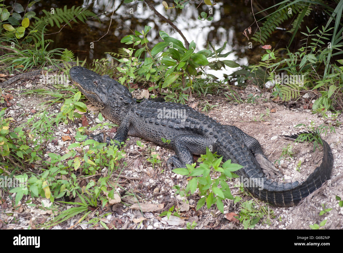 Alligator, Everglades National Park, Florida, USA Stock Photo - Alamy