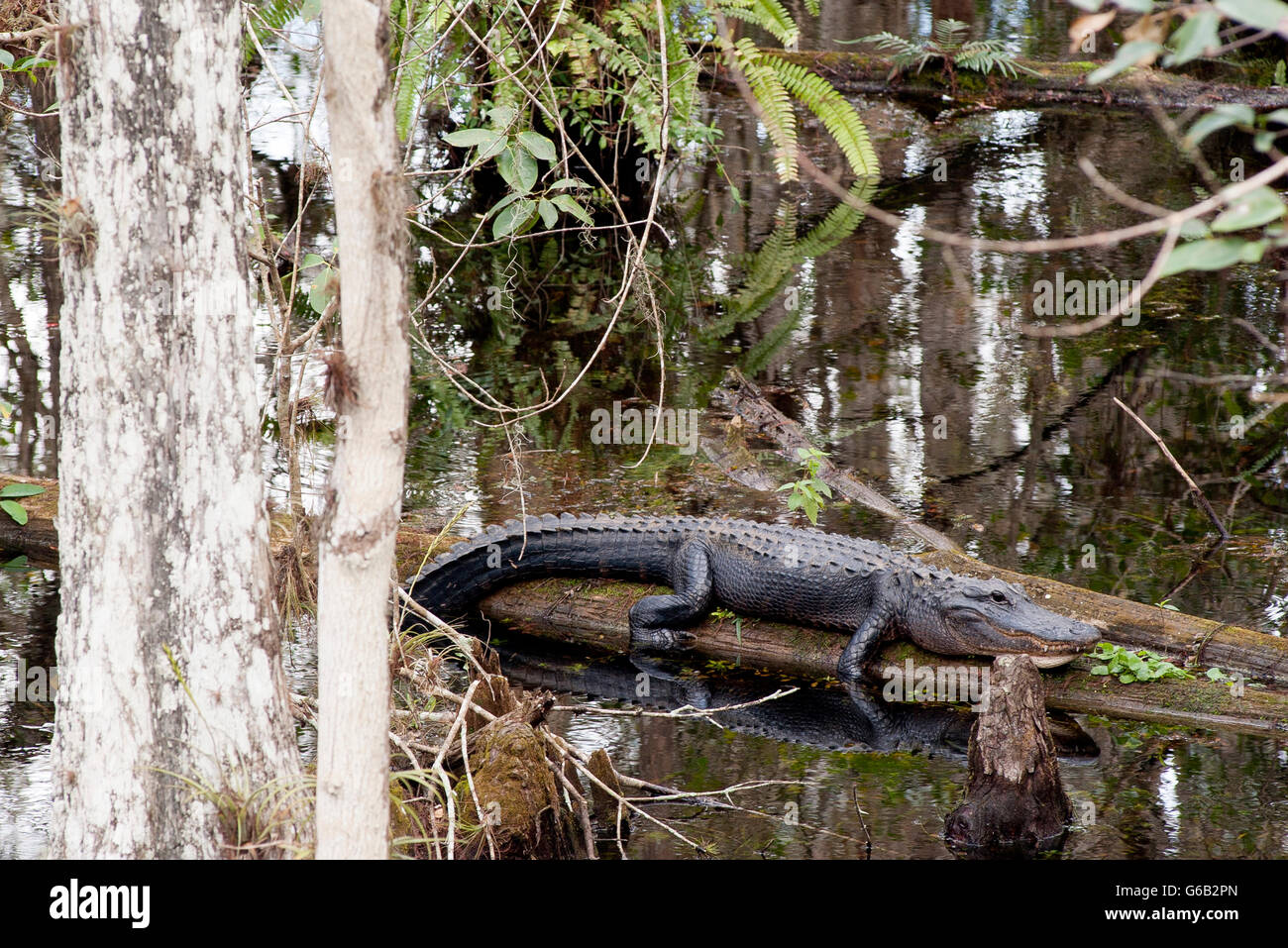 Alligator daylight hi-res stock photography and images - Alamy