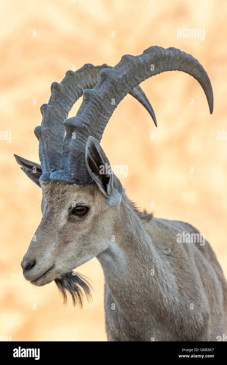Endangered male Nubian Ibex Capra nubiana with large horns standing ...