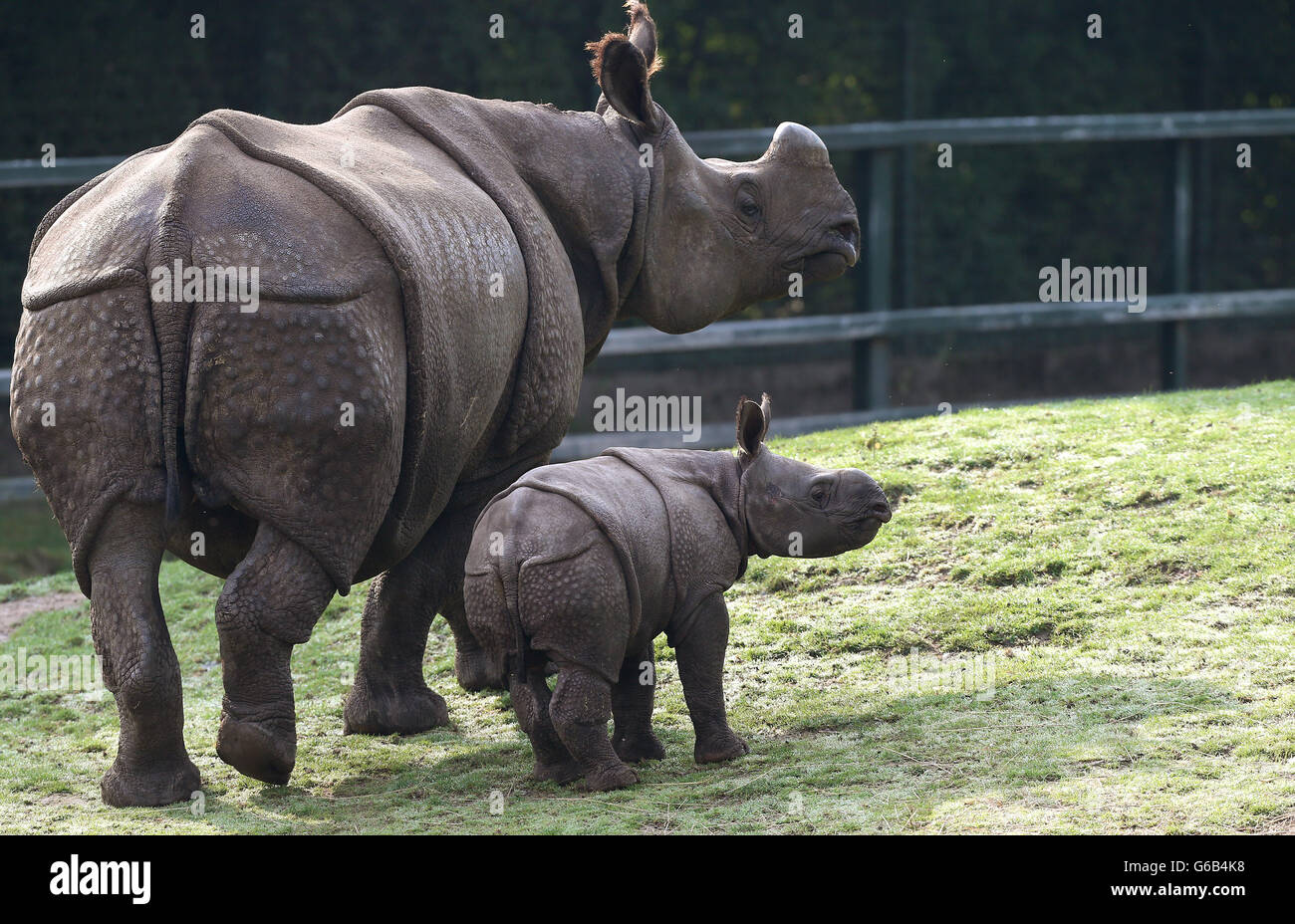 Komala (right), the 8 week old baby Greater One Horned Rhino, the first ...