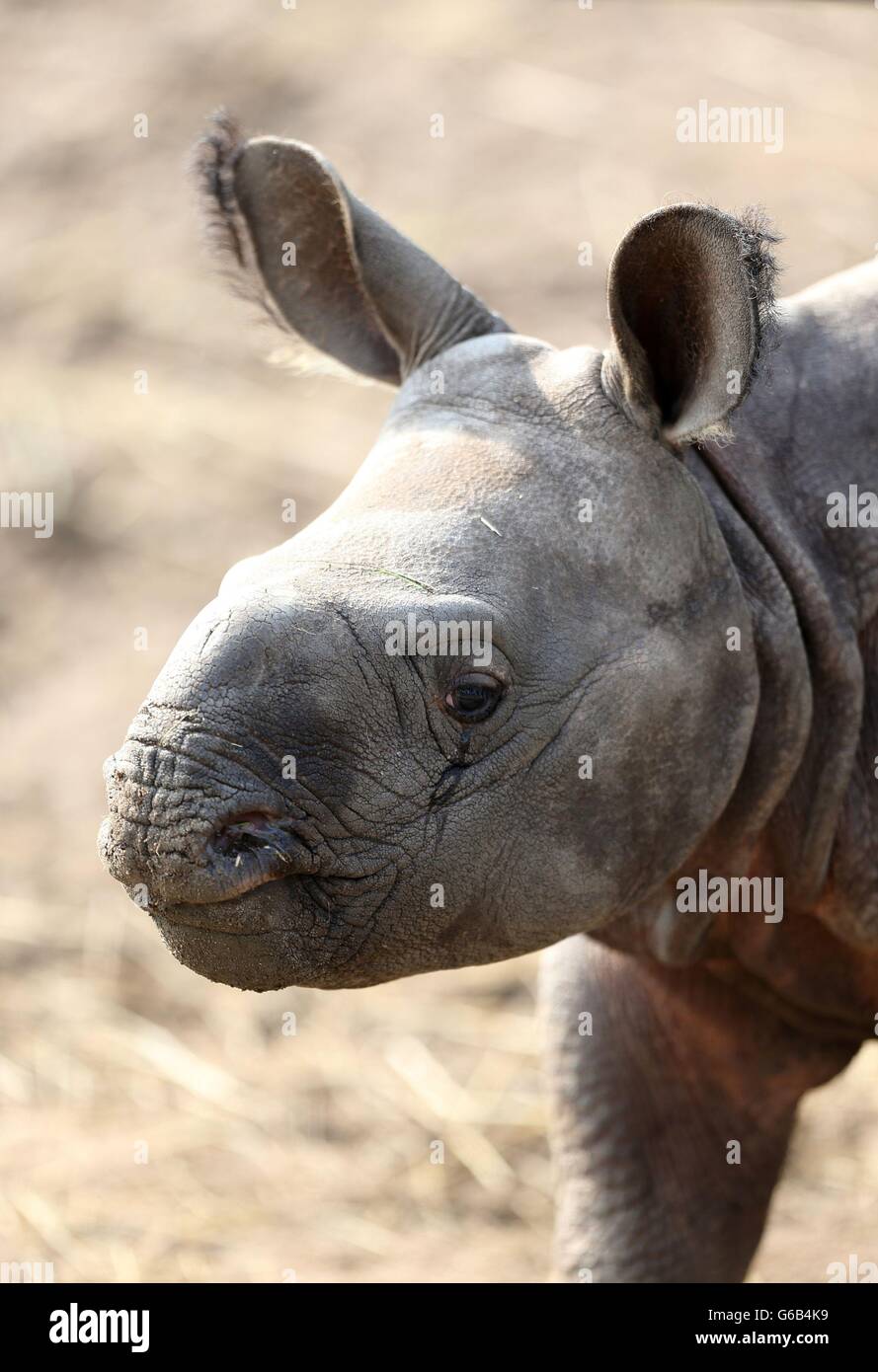 Komala, the 8 week old baby Greater One Horned Rhino, the first to be ...