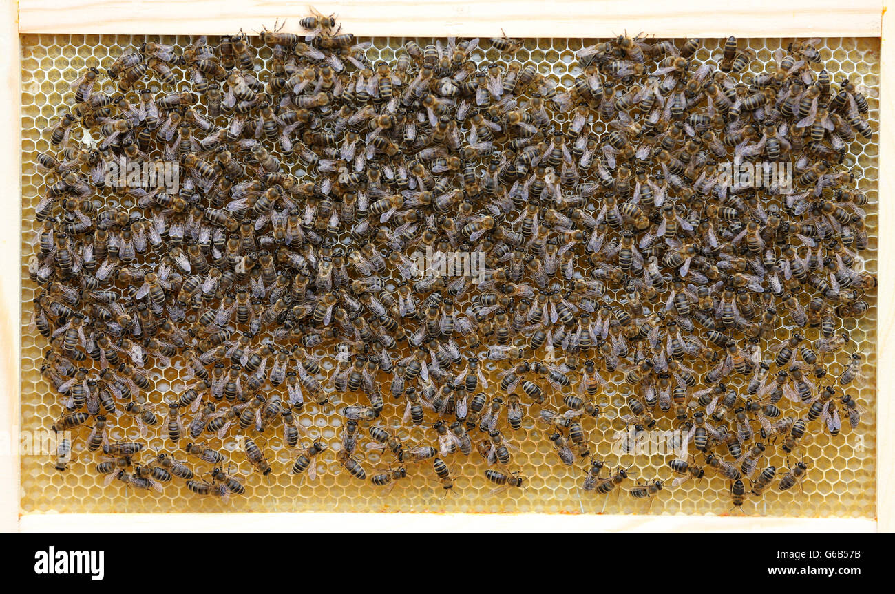 Bee stock. A bee keeper holds a tray of bees during a photocall at The ...