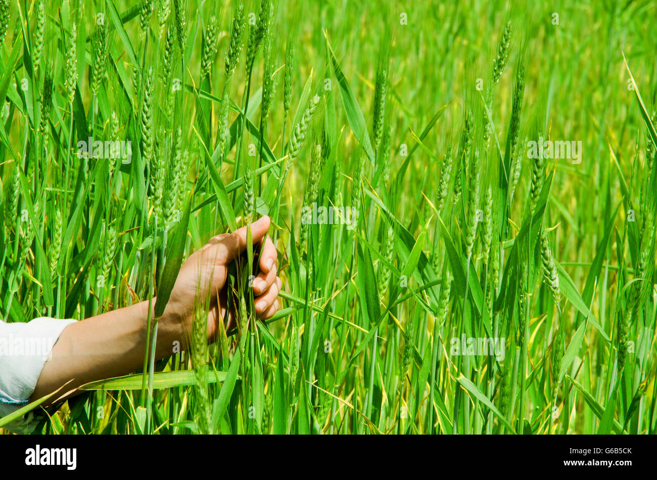 Closeup of hand grabbing tall grass plants, beautiful green colored ...