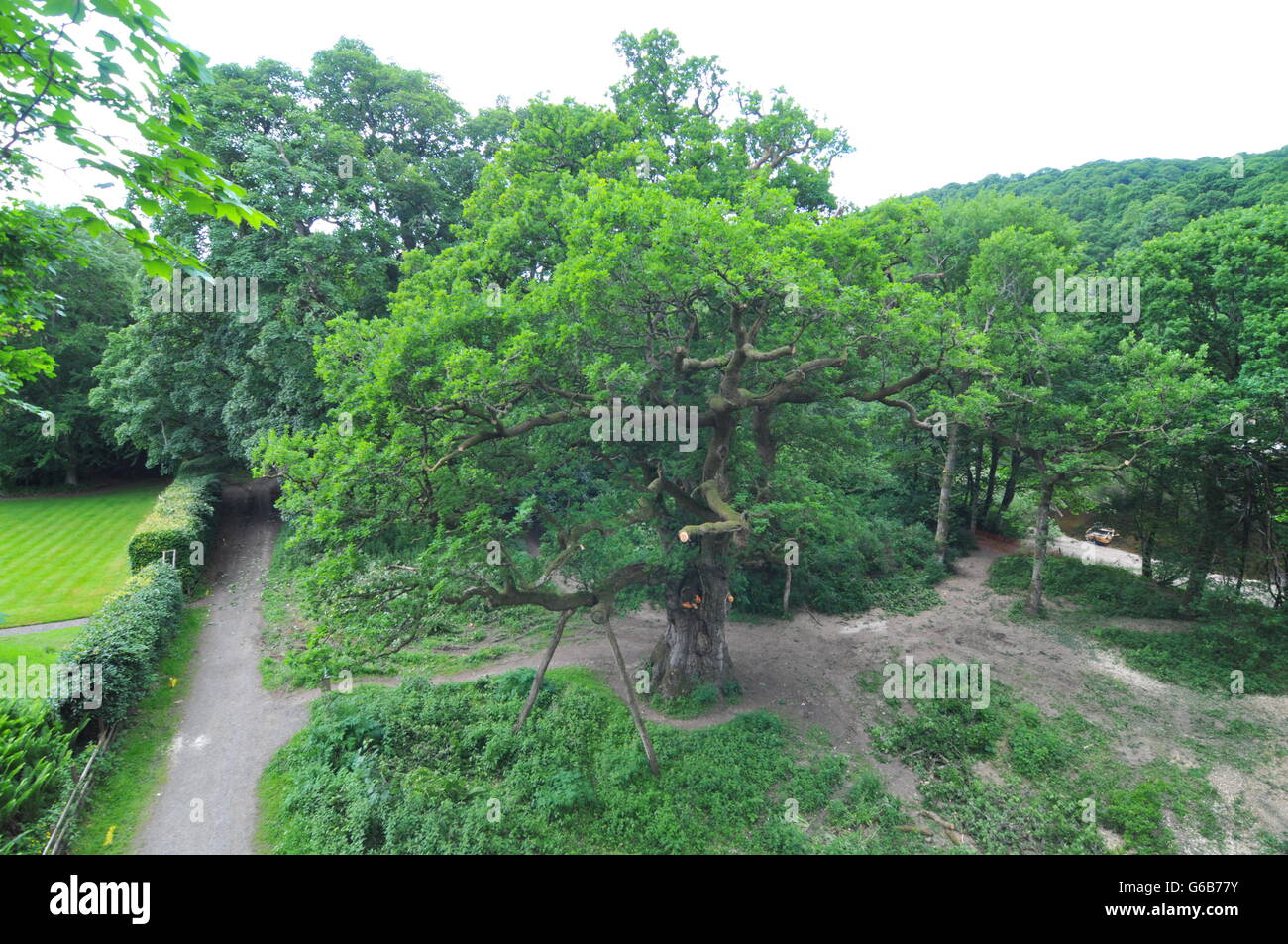 Birnam wood hi-res stock photography and images - Alamy