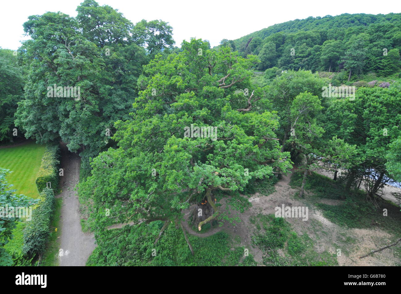 Birnam sycamore dunkeld hi-res stock photography and images - Alamy