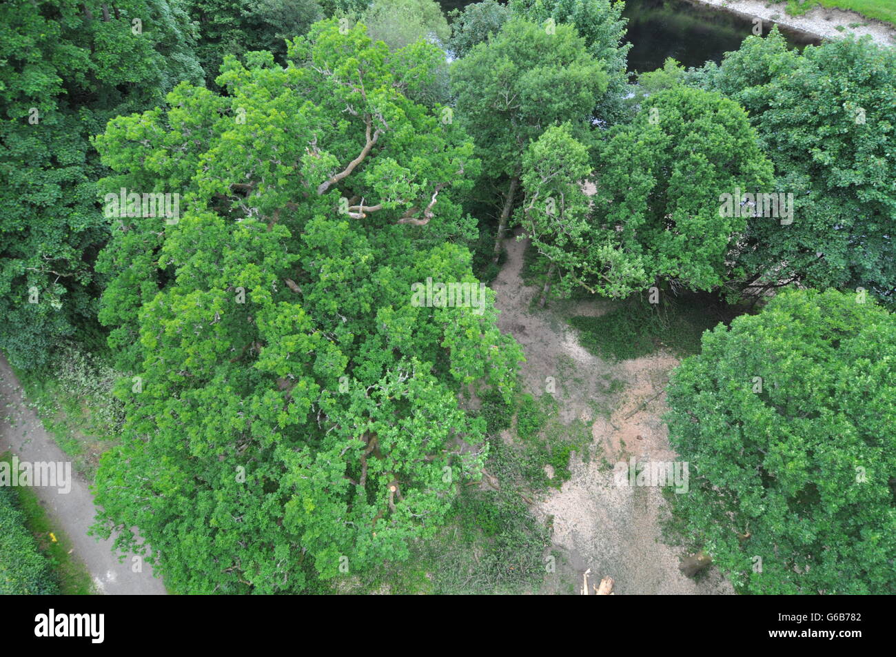 Birnam wood macbeth hi-res stock photography and images - Alamy