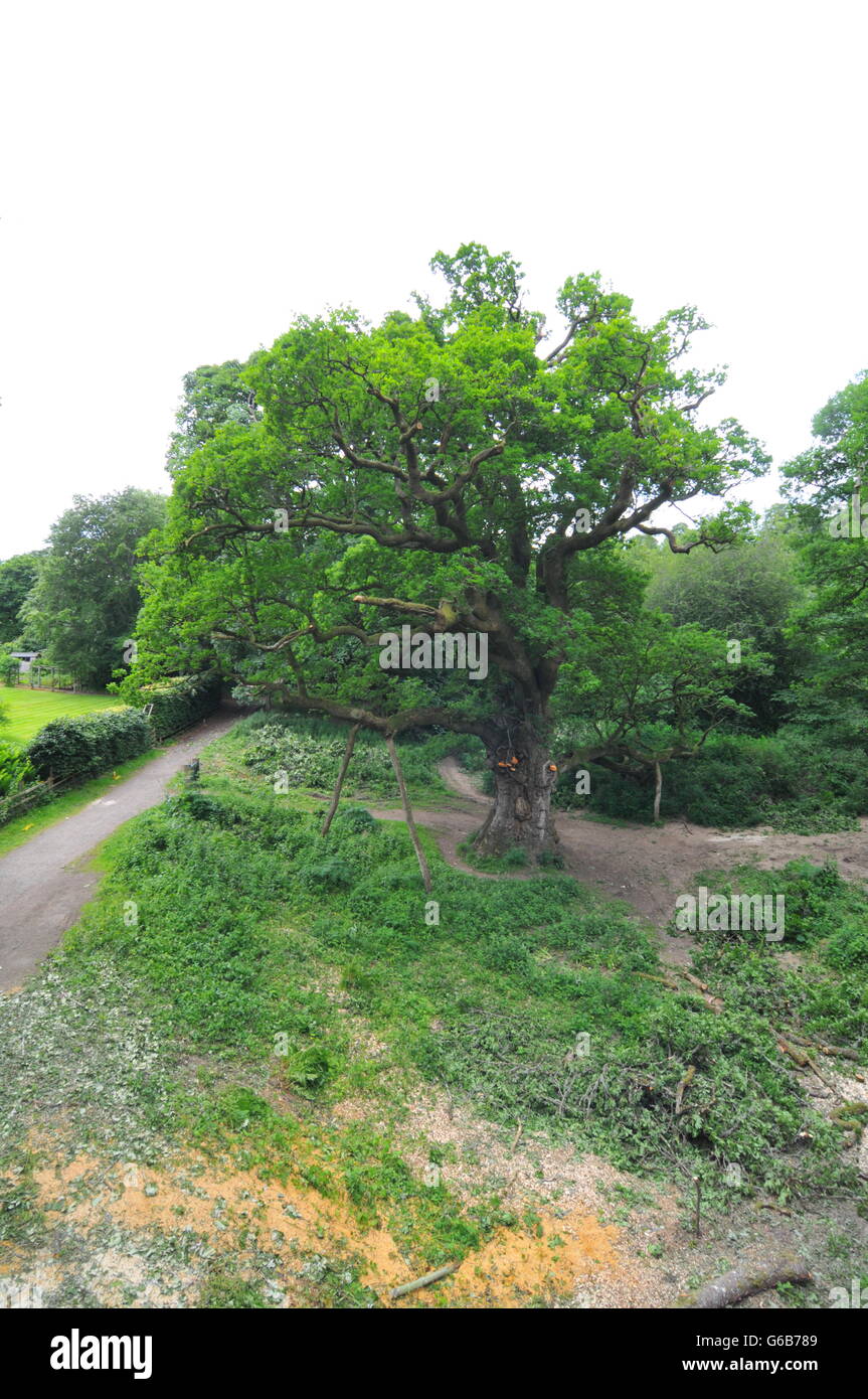 Birnam wood macbeth hi-res stock photography and images - Alamy