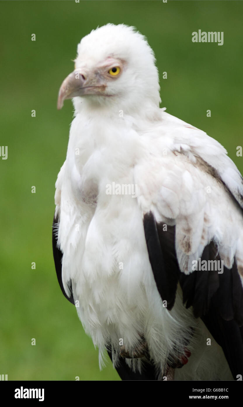 Jcb dancing diggers hi-res stock photography and images - Alamy