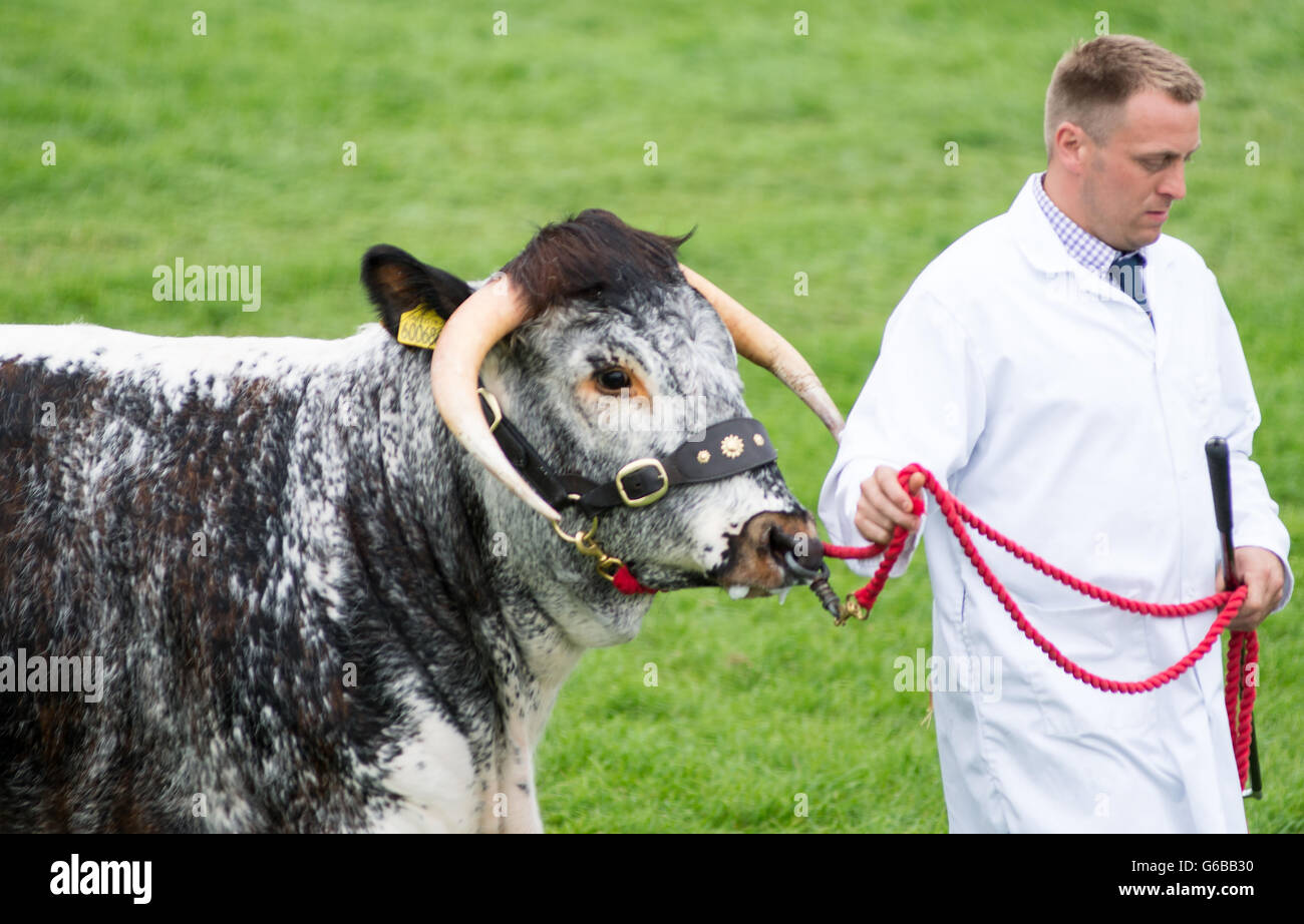 Jcb dancing diggers hi-res stock photography and images - Alamy