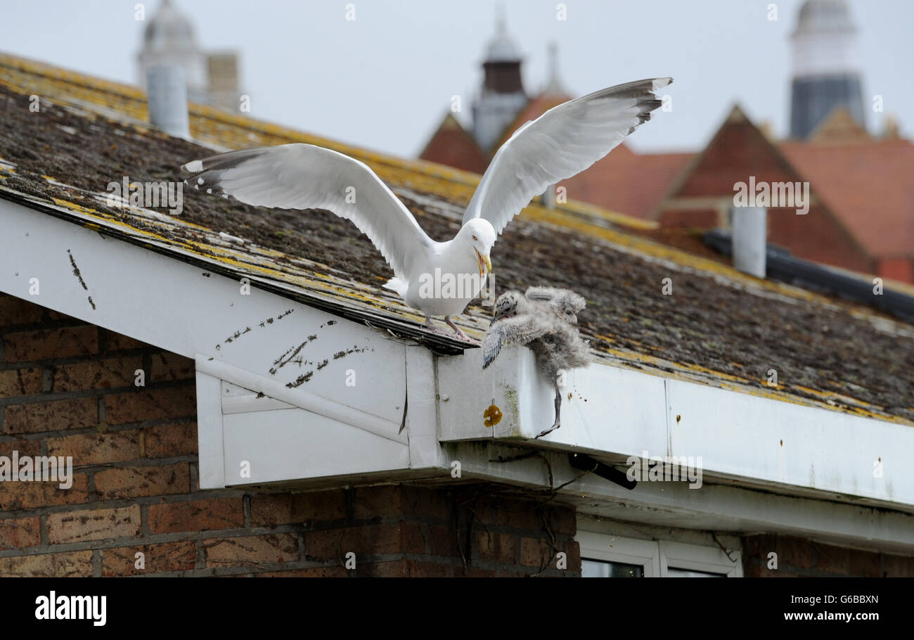 Brighton, UK. 24th June, 2016. Nature can appear to be very cruel as an ...
