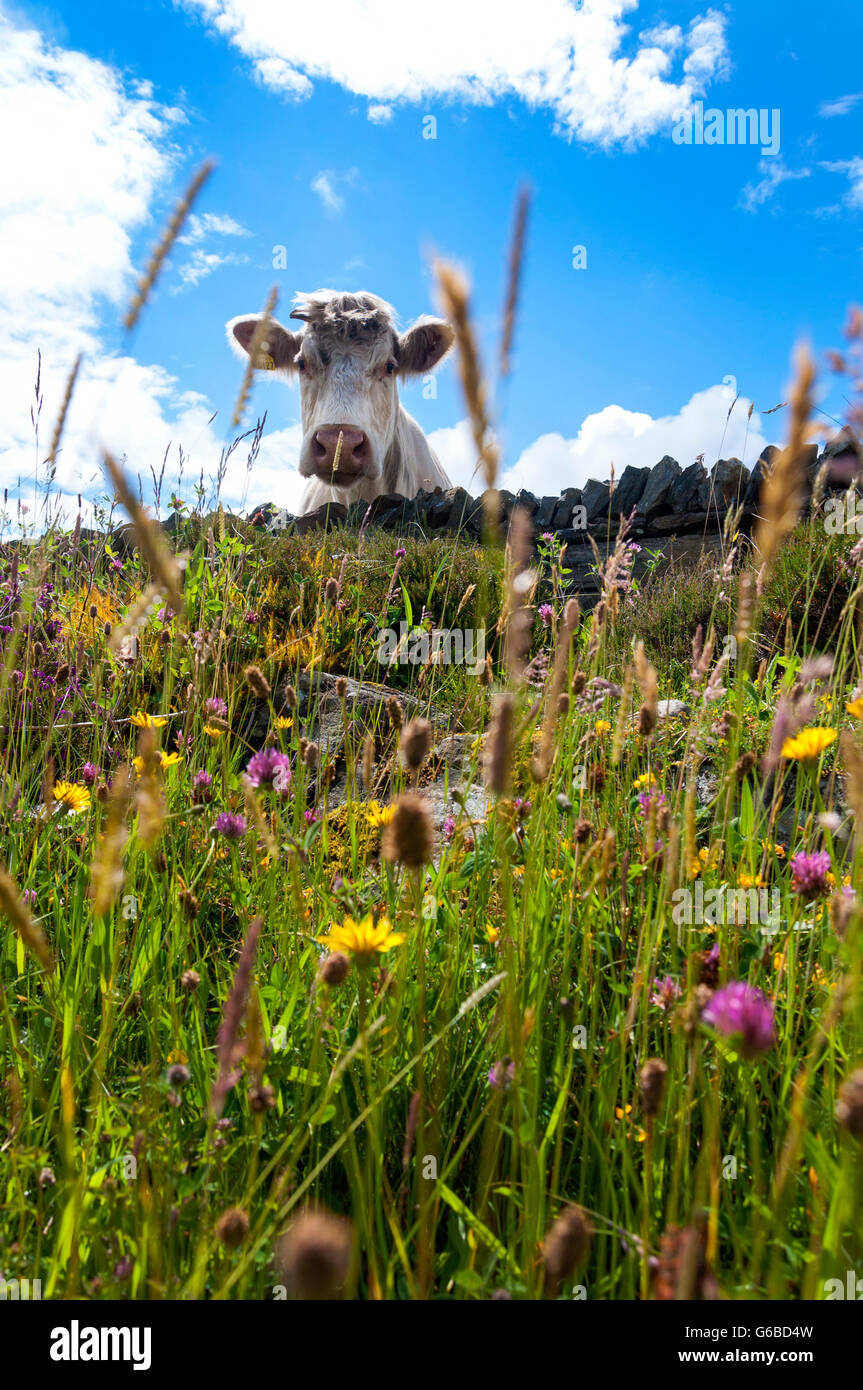 Ardara, County Donegal, Ireland weather. 24th June 2016. A cow looks ...
