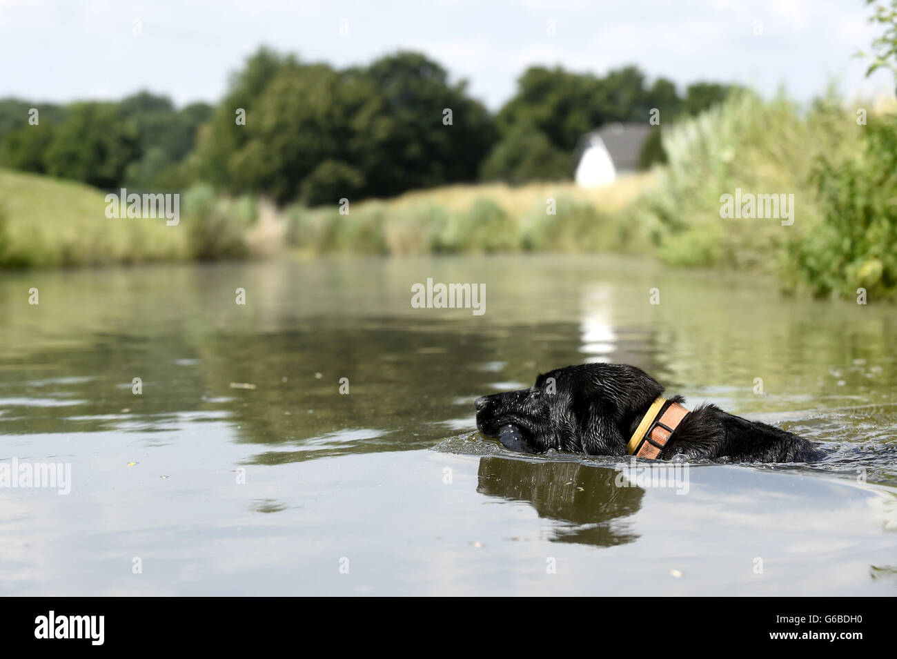 A black Labrador Retriever enjoy swimming in the Doubrava river during ...
