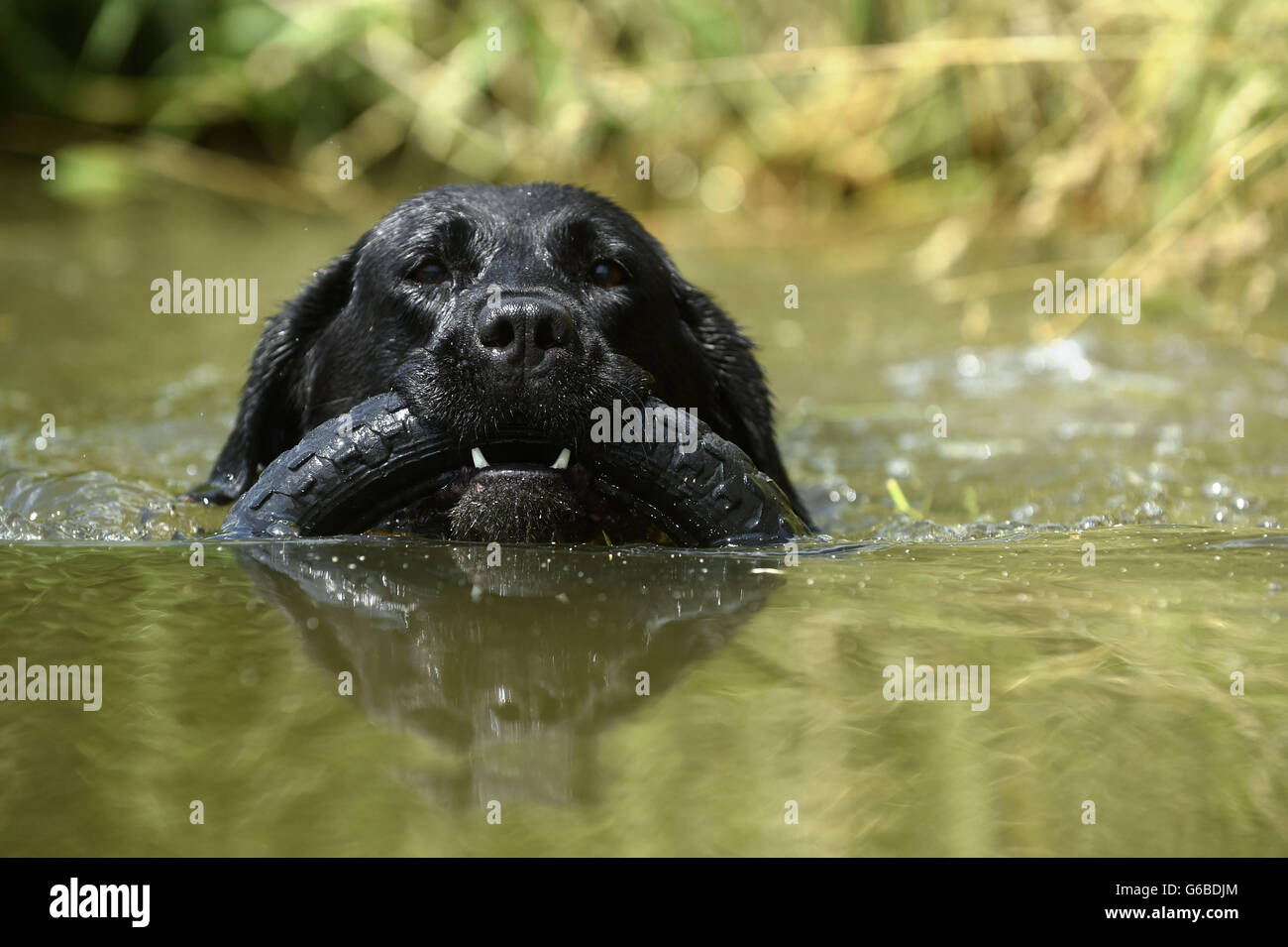 A black Labrador Retriever enjoy swimming in the Doubrava river during ...
