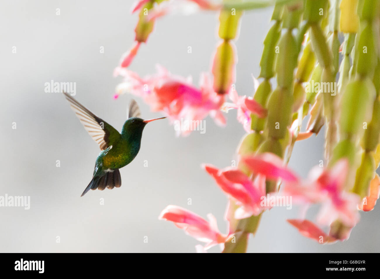 Asuncion, Paraguay. 24th June, 2016. A Glittering-bellied emerald ...