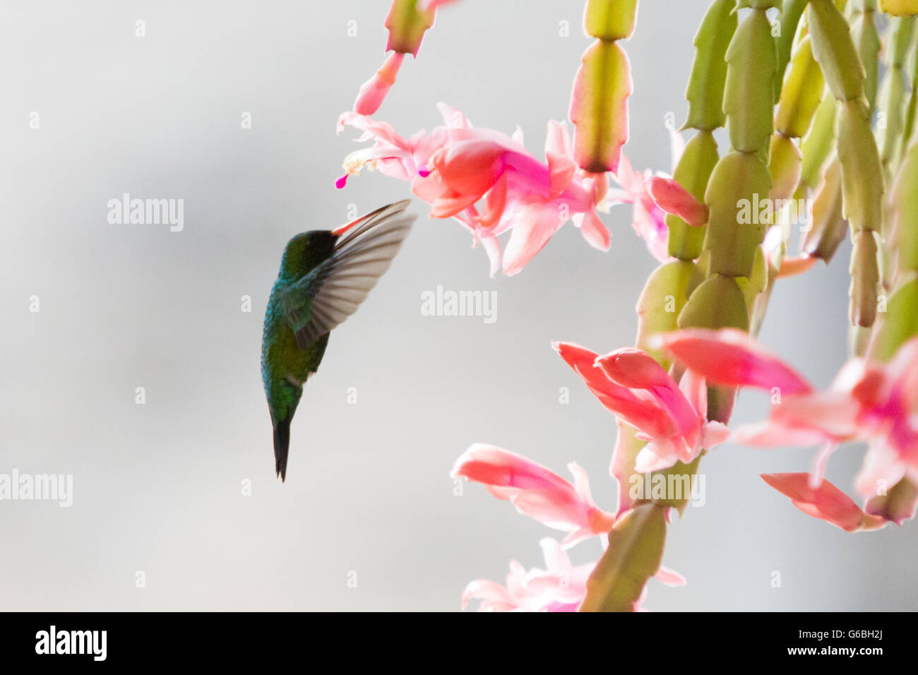 Asuncion, Paraguay. 24th June, 2016. A Glittering-bellied emerald ...
