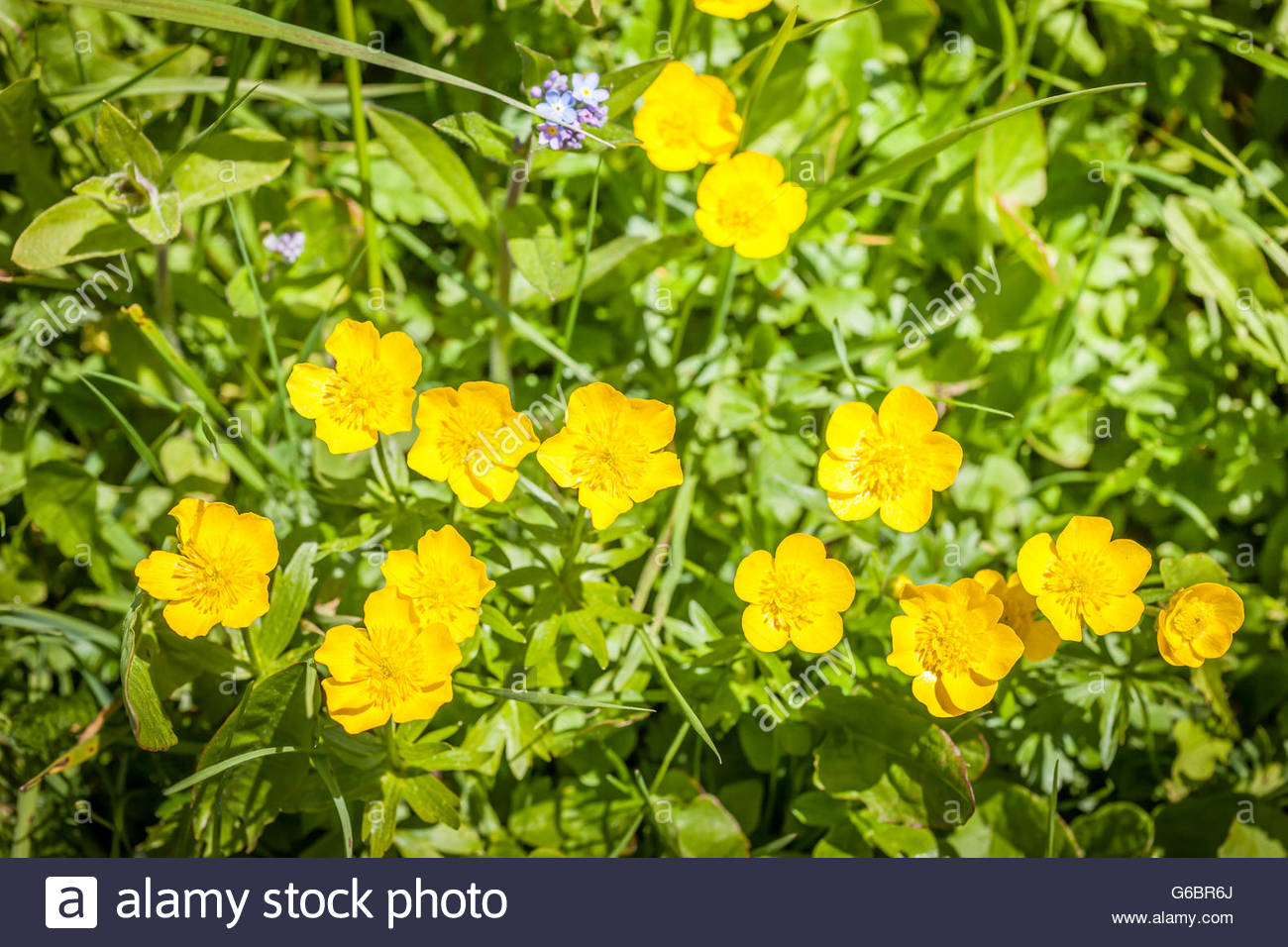 Buttercup Alpine High Resolution Stock Photography and Images - Alamy