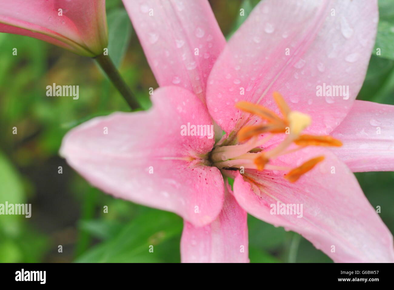 Flower of pink lilies with dew drops macro Stock Photo - Alamy