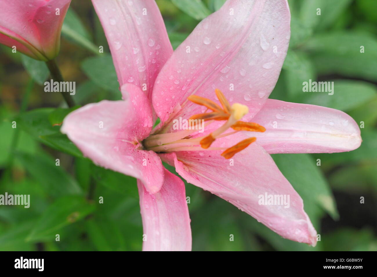 Flower of pink lilies with dew drops macro Stock Photo - Alamy