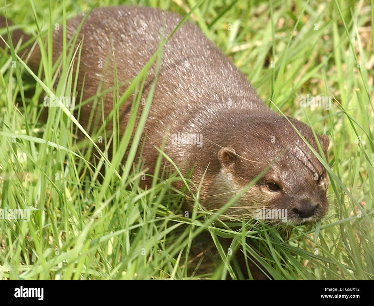 Belinda the otter, in Cholsey, Oxfordshire. Otters are returning to the ...