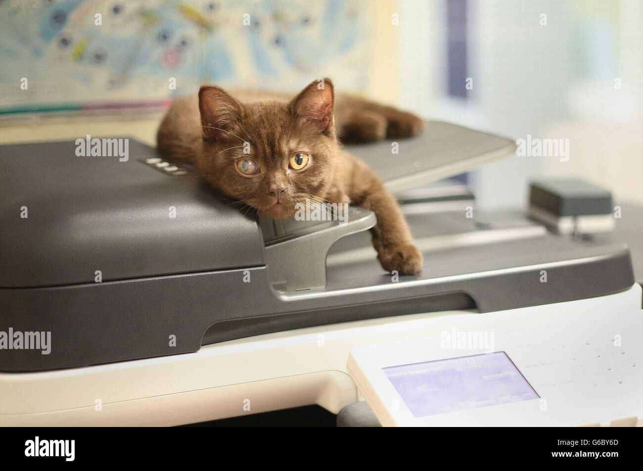 Rolo, a four month old British shorthair kitten laying on a photocopier ...
