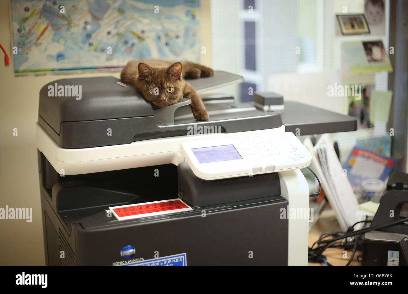 Rolo, a four month old British shorthair kitten laying on a photocopier ...