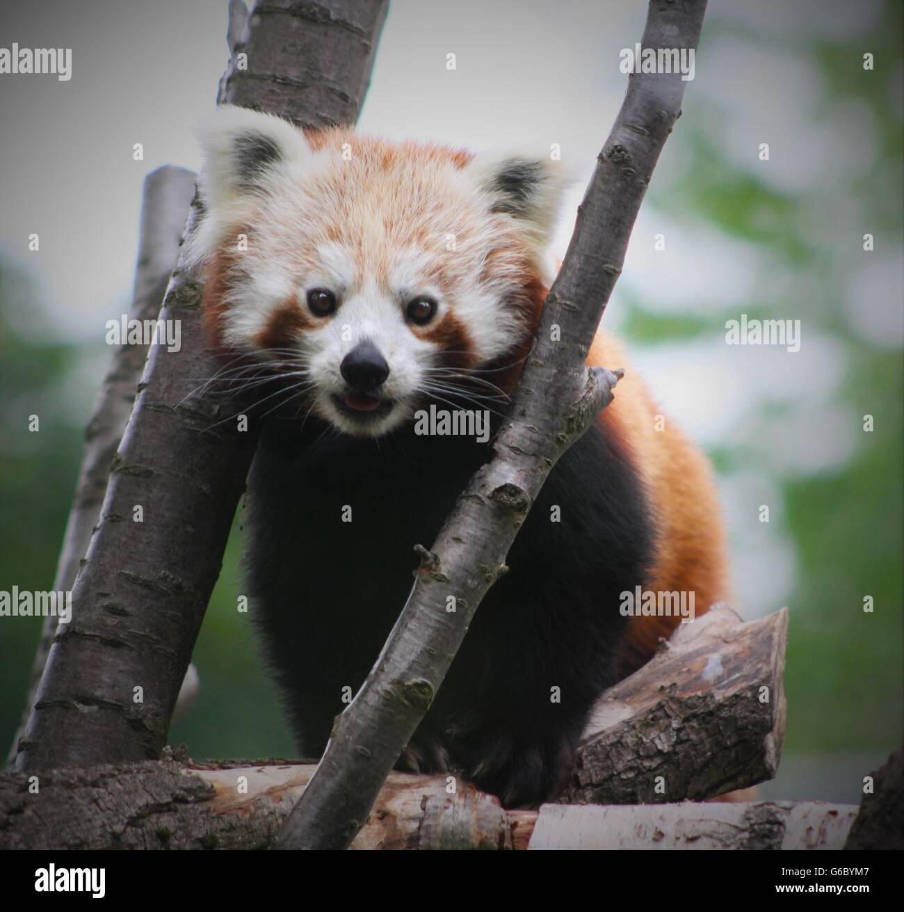 Red Panda Peeking Through Trees Stock Photo - Alamy