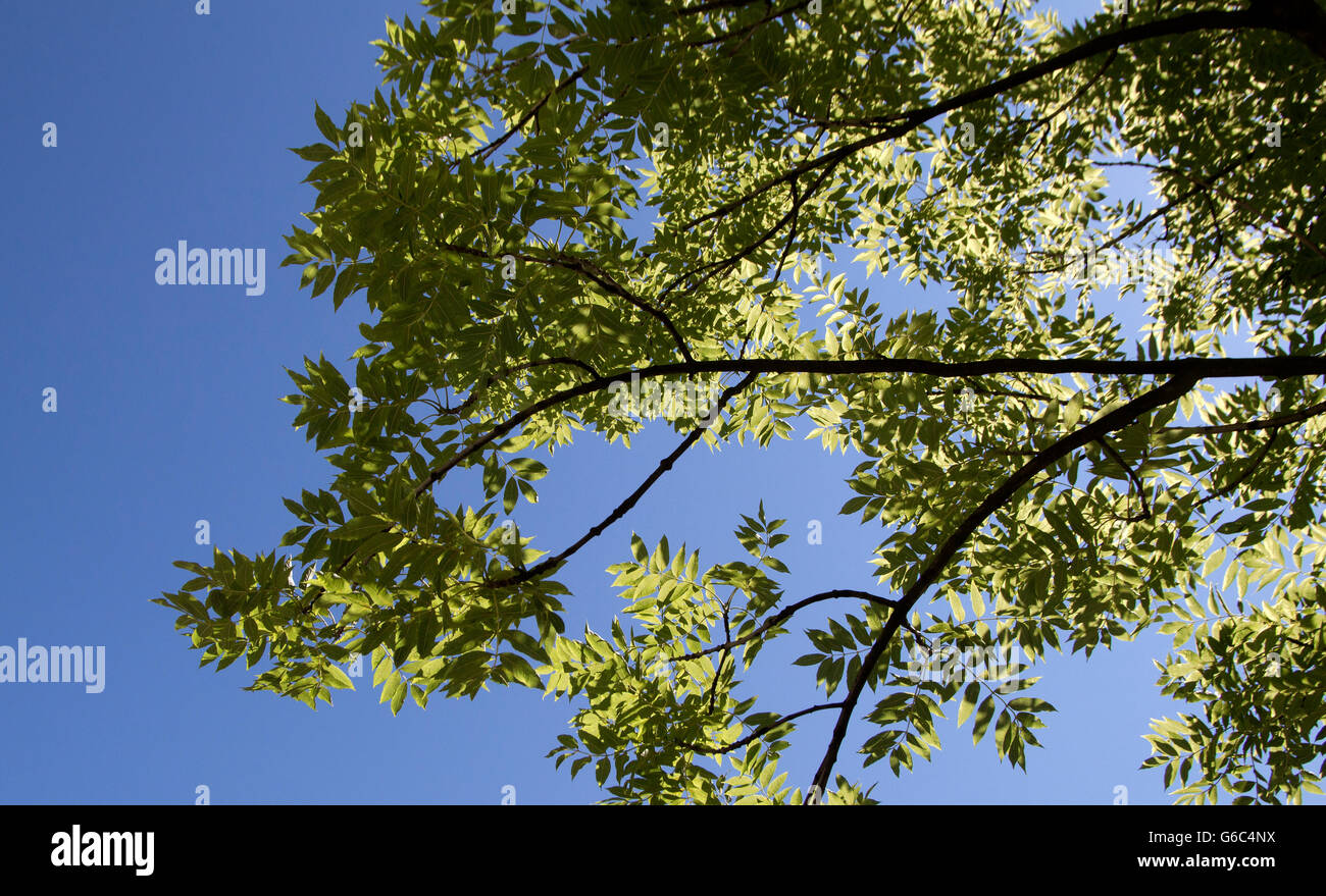 Ash tree branches and leaves against blue sky Stock Photo - Alamy