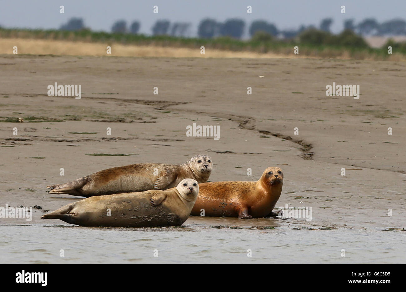 London harbour seals hi-res stock photography and images - Alamy
