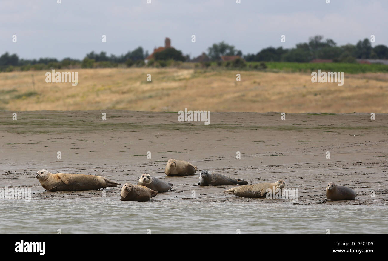 Land sea grey harbour seals along stretching up estuary tilbury hi-res ...