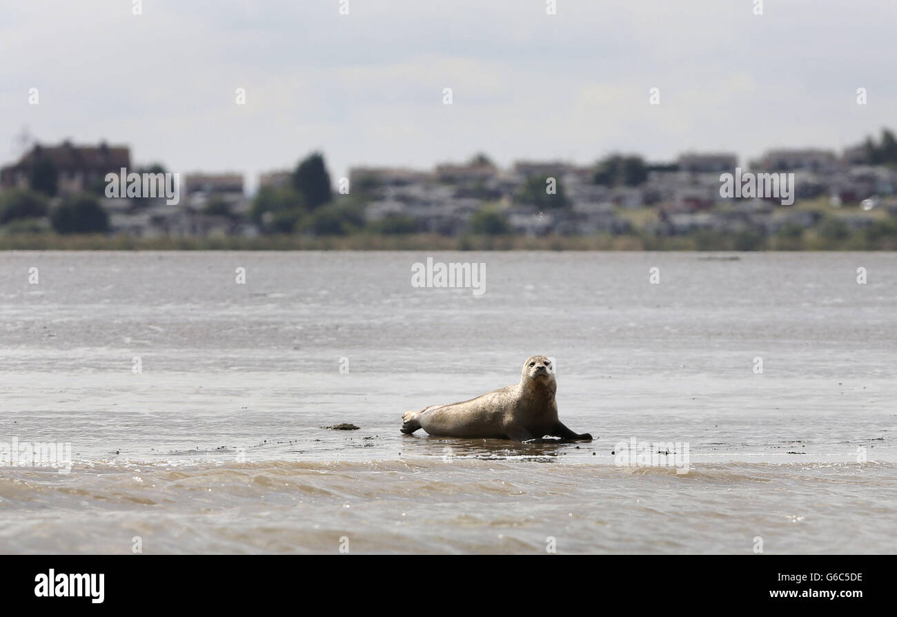 Thames estuary seal count hi-res stock photography and images - Alamy
