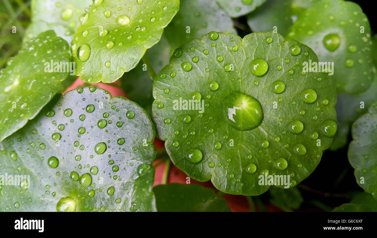 Drops of water on leaves hi-res stock photography and images - Alamy