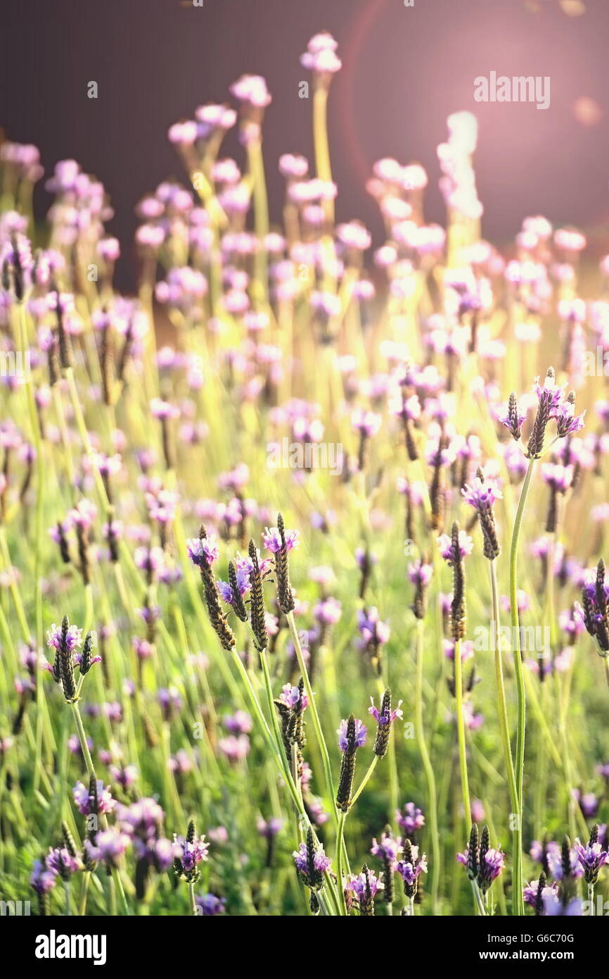 Violet lavender floral botanical hi-res stock photography and images ...