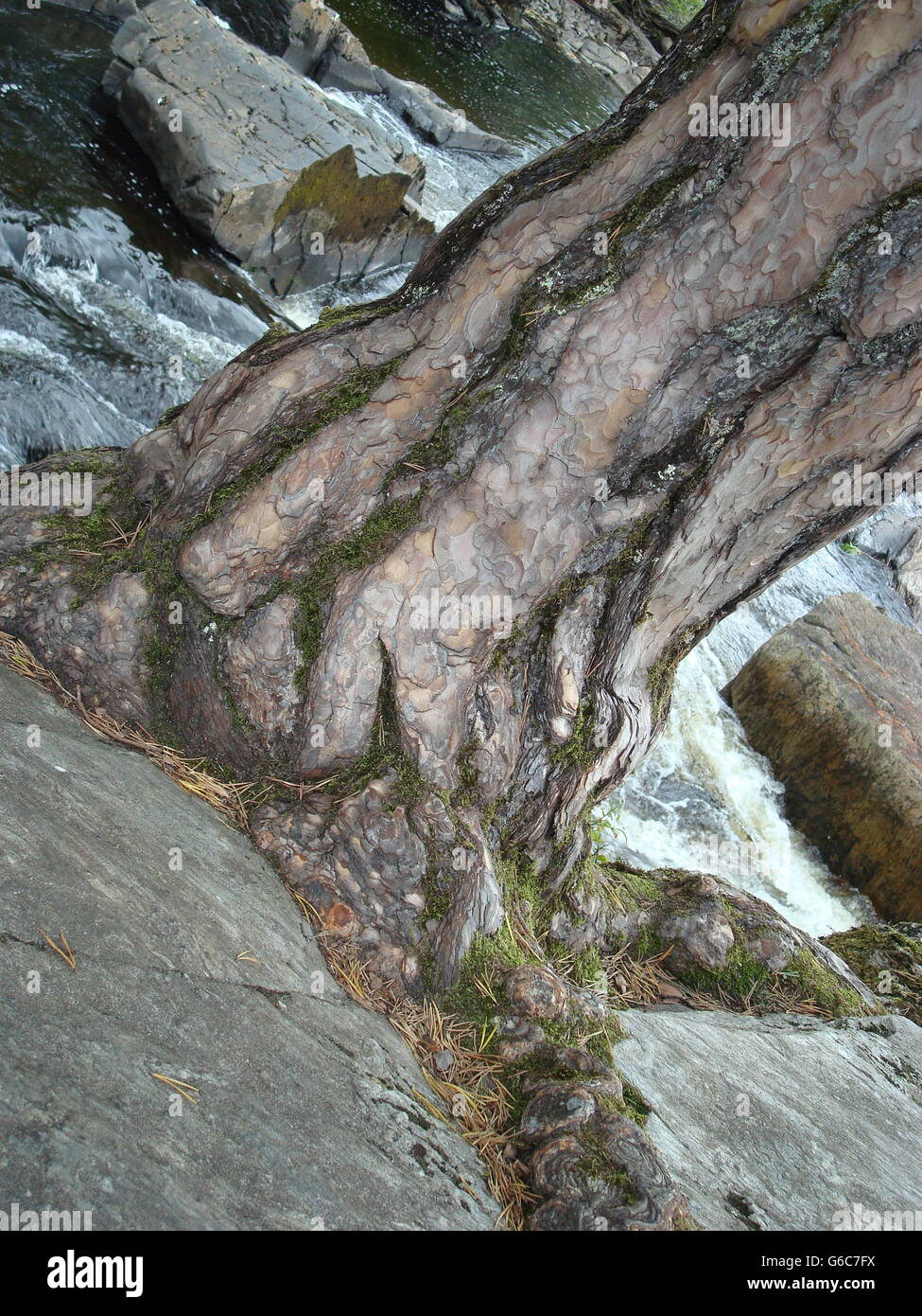 craggy tree trunk Stock Photo - Alamy